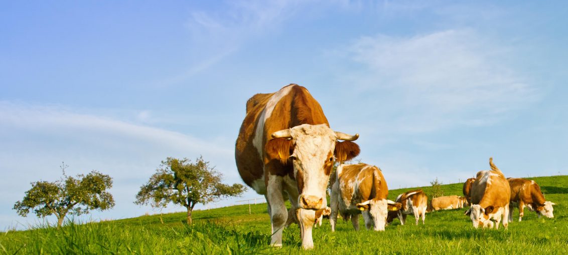 All You Need To Know About Animal Products Used As Ingredients In Food ...