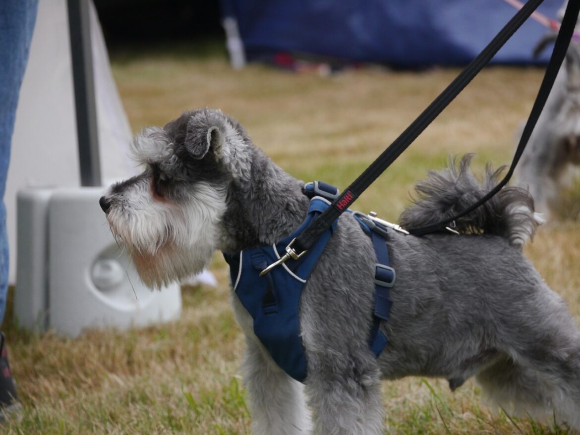 14 Best Small Guard Dogs to Protect You and Your Family - WorthvieW