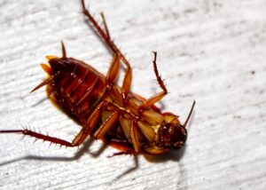 The Ultimate Guide to Identifying and Getting Rid of Kitchen Bugs ...